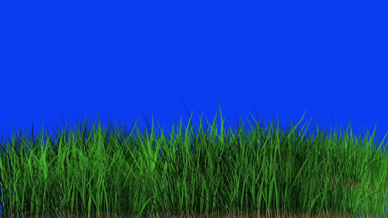 Grass waving in wind blue screen video - YouTube