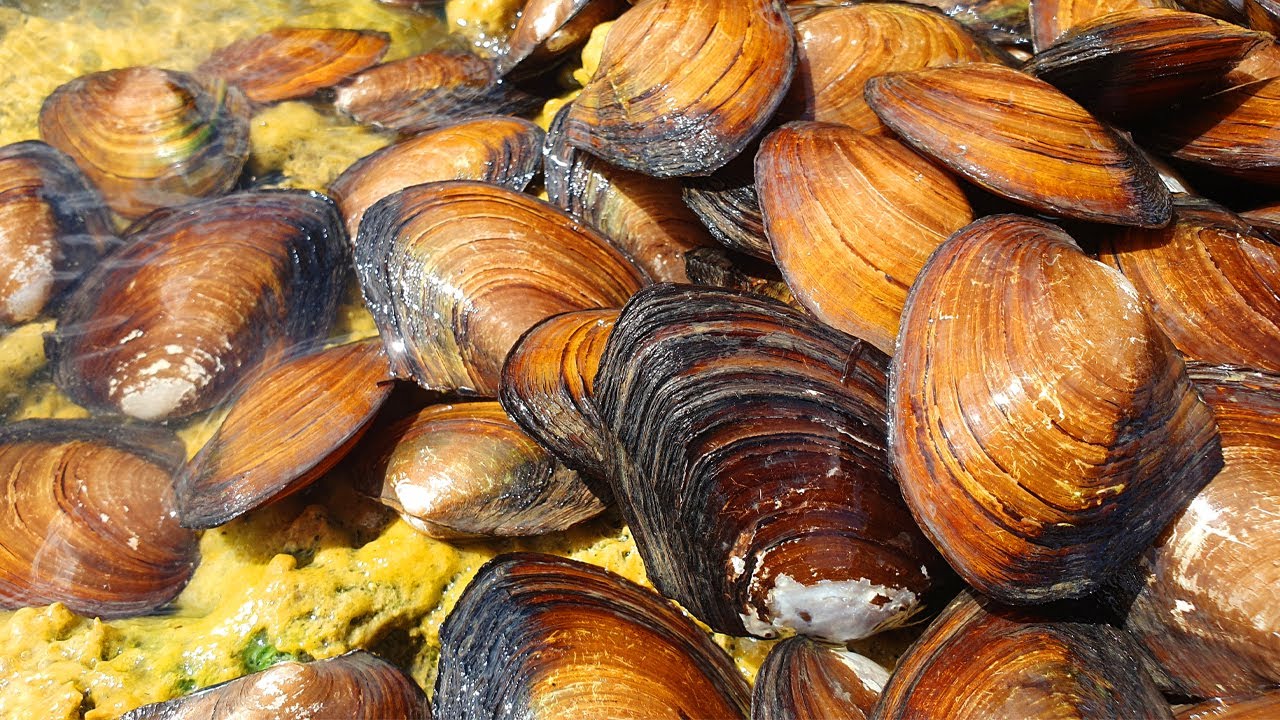 There are so many clams washed by the waves, Big clam are overrun and ...