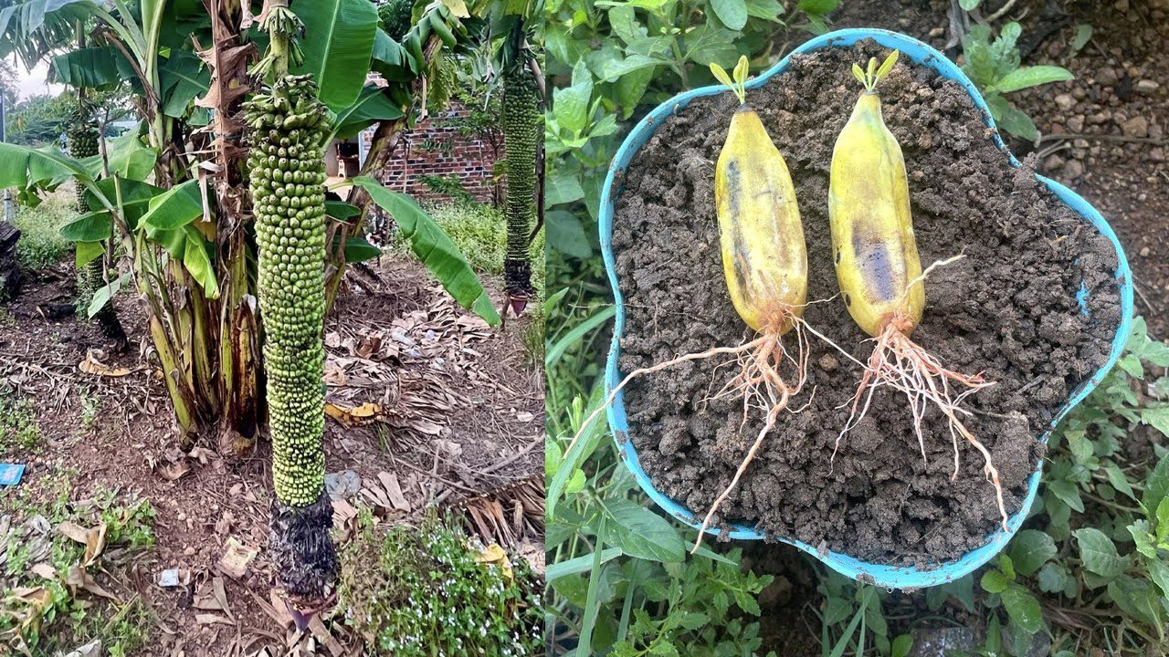 New technique: grafting bananas in aloevera to produce more fruit ...