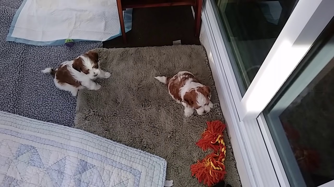 P Litter Playing Hard 12/3/2017 - YouTube