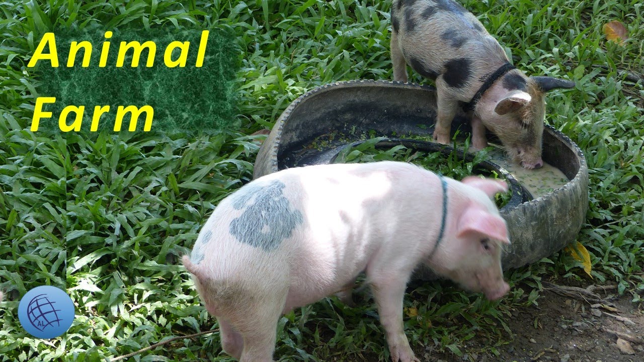 Piggery in the Philippine province - YouTube