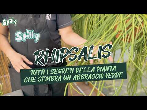 Il cactus che non sembra un cactus! 🌵🤯 Rhipsalis! | Spillycactus
