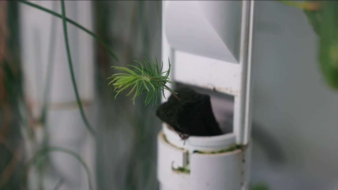 Two Colorado companies partner to grow trees from seed to sapling using ...
