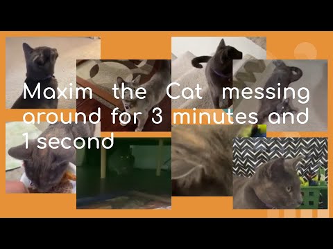 Maxim the Cat messing around for 3 minutes and 1 second - YouTube