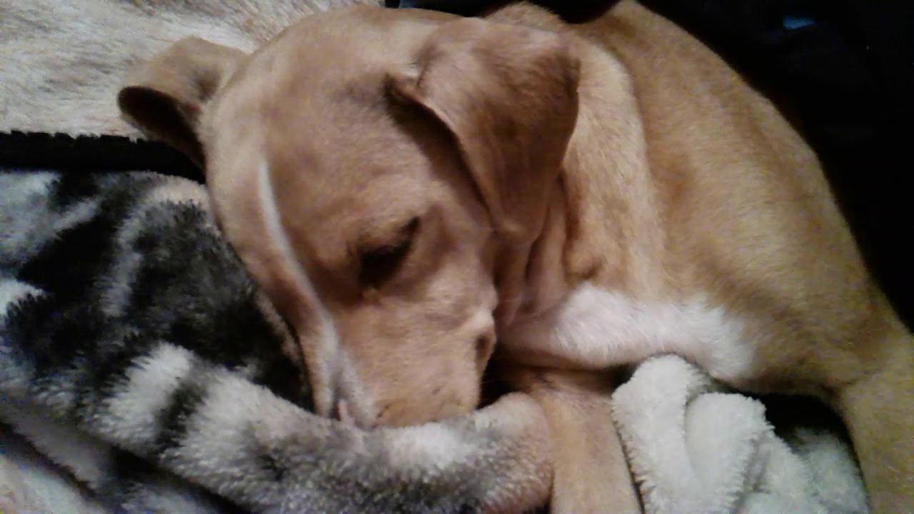 Cozy Sleeping pupper - YouTube