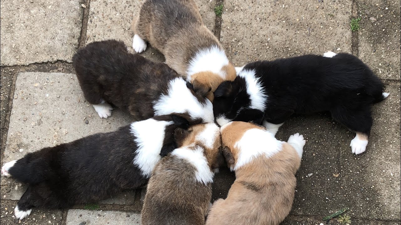 DOGS - Auggie pups, 5 weeks old, in the garden. Welsh corgi cardigan x ...