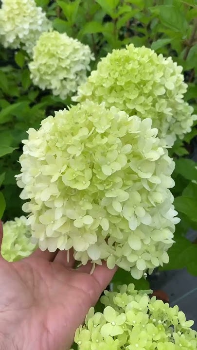 Самая неприхотливая гортензия #лаймлайт #гортензияметельчатая #garden # ...