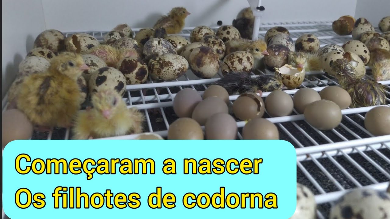Começaram a nascer os filhotes de codorna gigante e chinesinha - YouTube