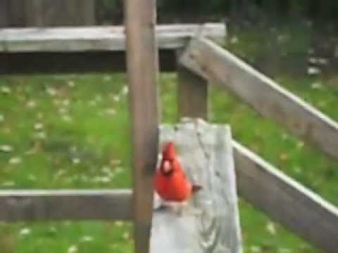 My pet cardinals - YouTube