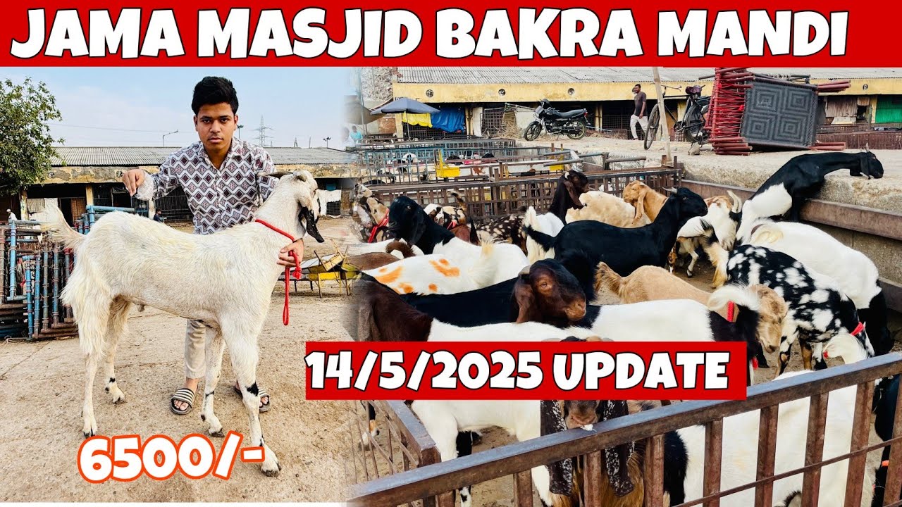 Jama Masjid Bakra Mandi 2025 Latest Update| दिल्ली की सबसे सस्ती बकरा ...