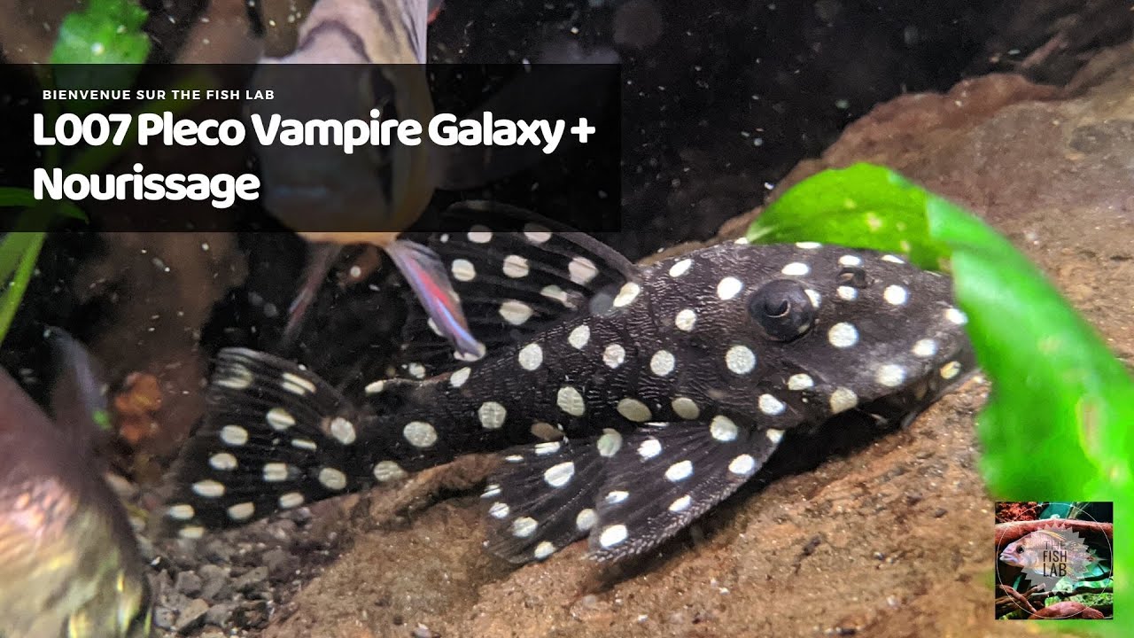 Galaxy Pleco
