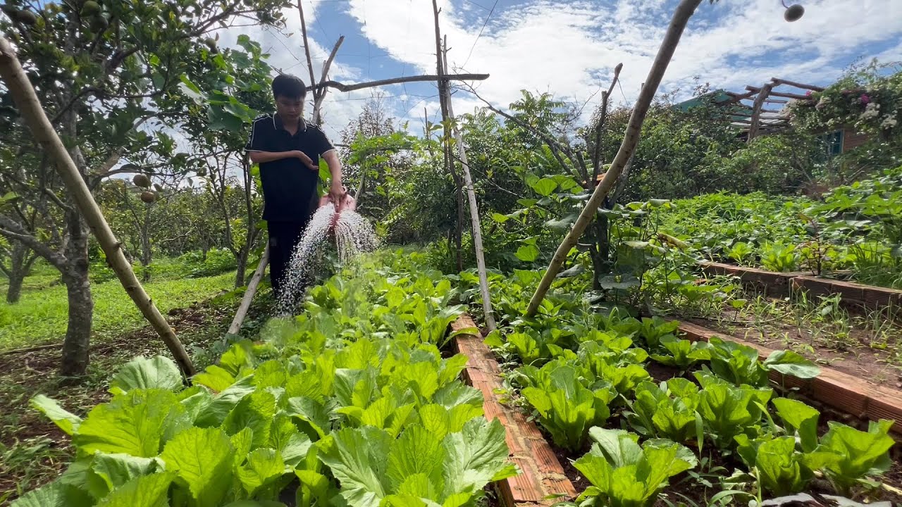 Grow and care for organic vegetables, enjoy peaceful countryside life ...