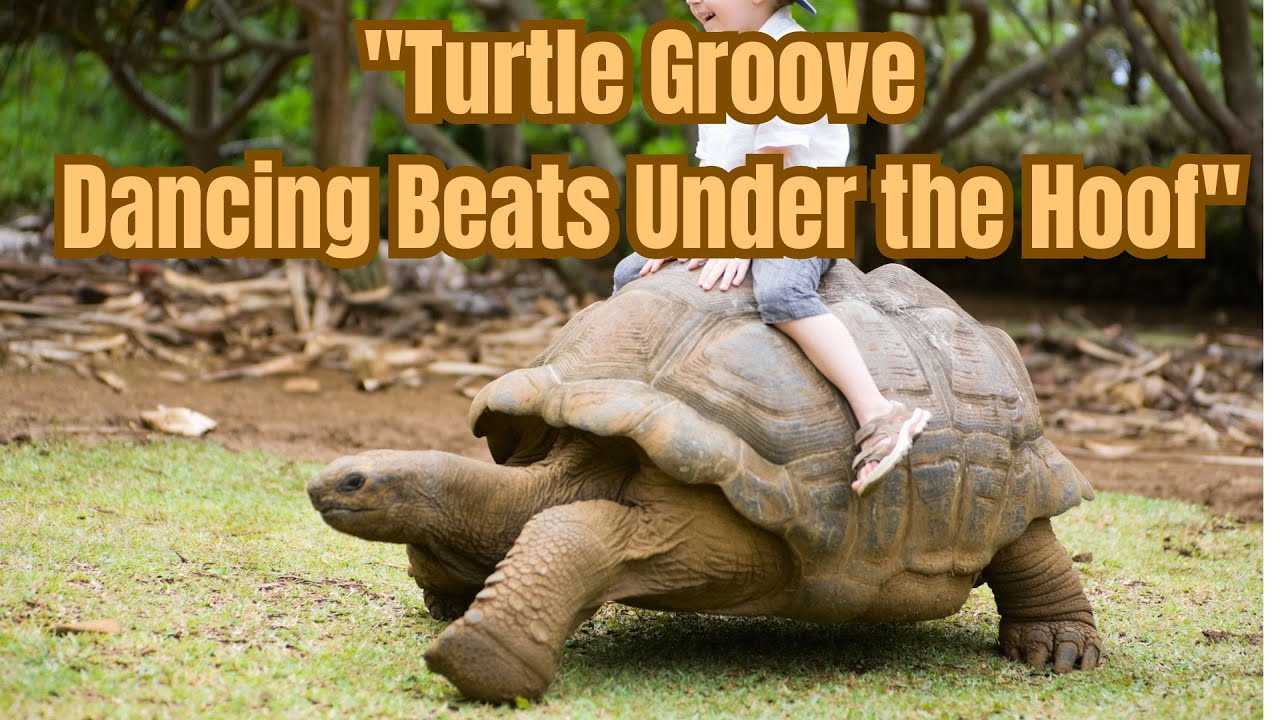 "Turtle Groove Dancing Beats Under the Hoof" - YouTube