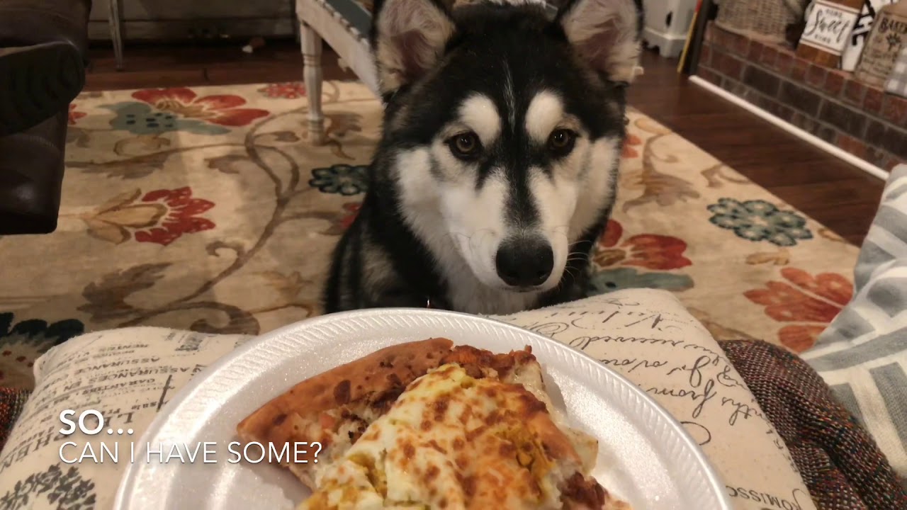 What it’s like eating with a Husky - YouTube
