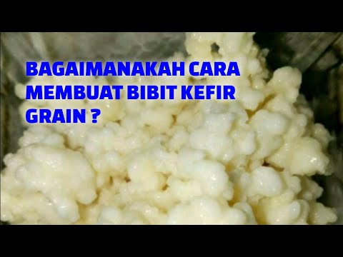 Bagaimana Cara Membuat Bibit Kefir Grain ? - YouTube