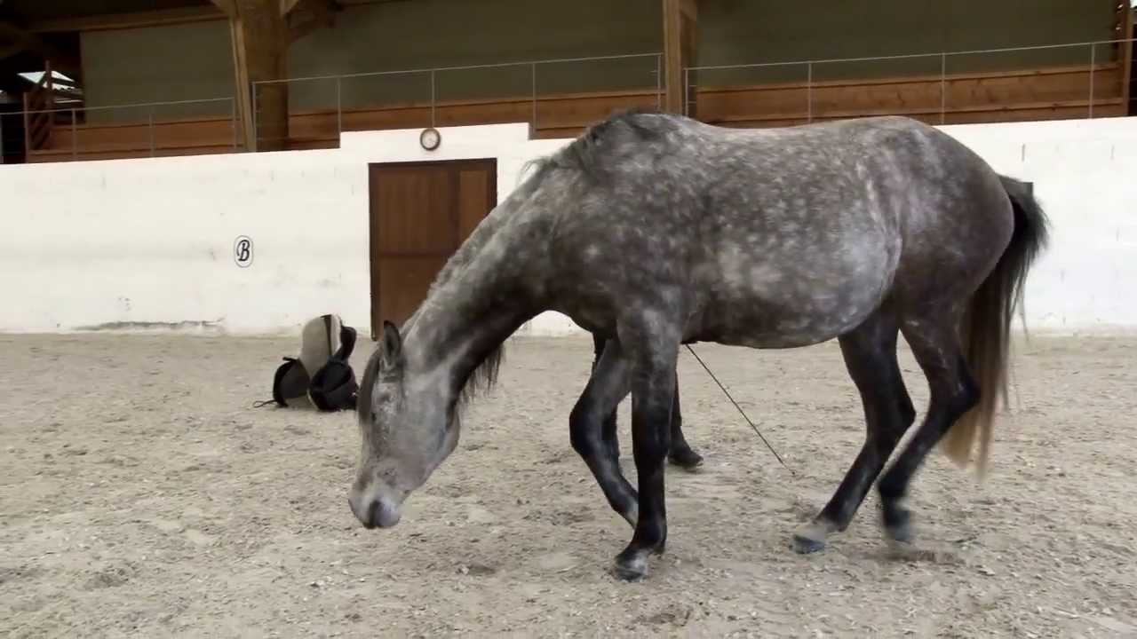 Horsemanship meets "Rollkur" - YouTube