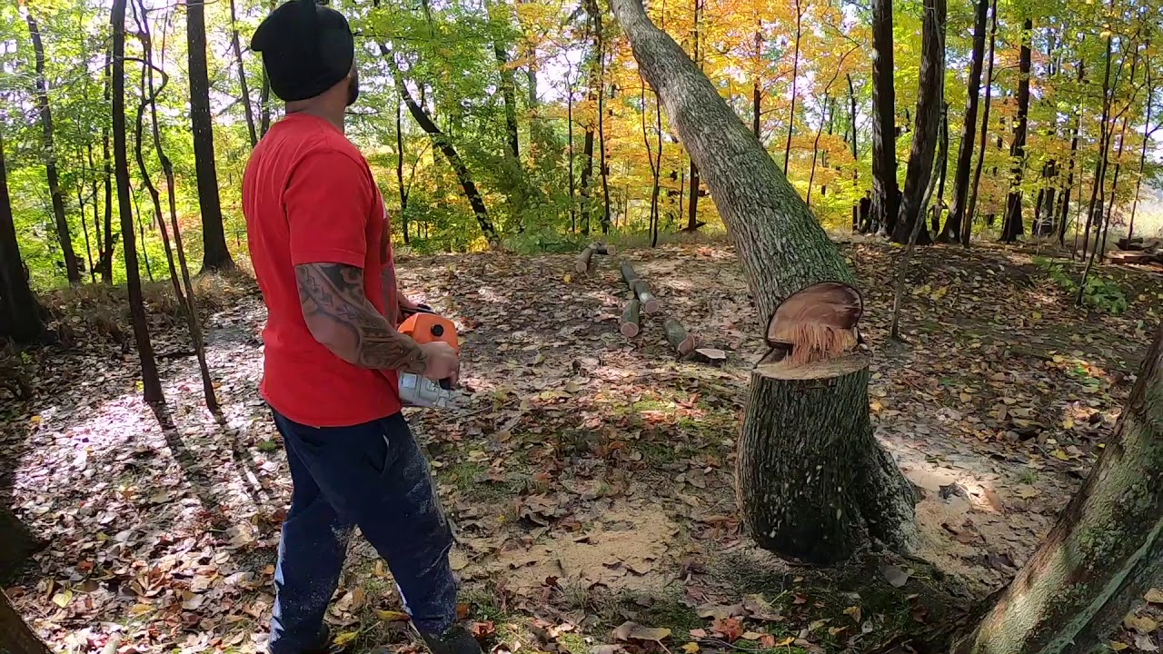 Fall Tree Climbing/Dropping Timber Land Tree Service - YouTube