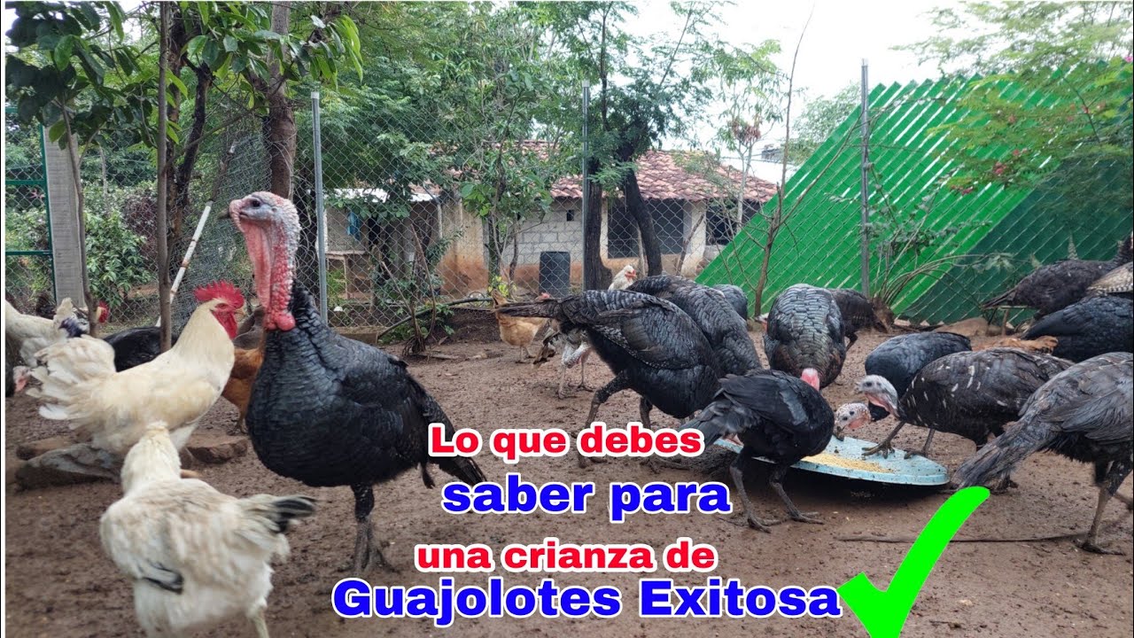 👉Todo lo que debes saber para lograr una CRIANZA DE GUAJOLOTES EXITOSA ...