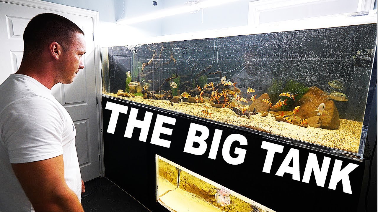 Large aquarium update and cleaning | The King of DIY - YouTube