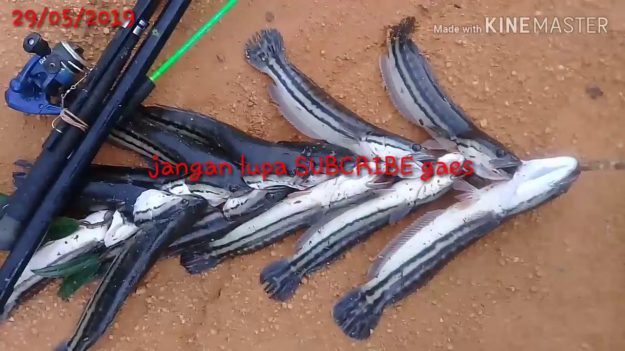 Mancing toman di tasik selnacar 09 - YouTube