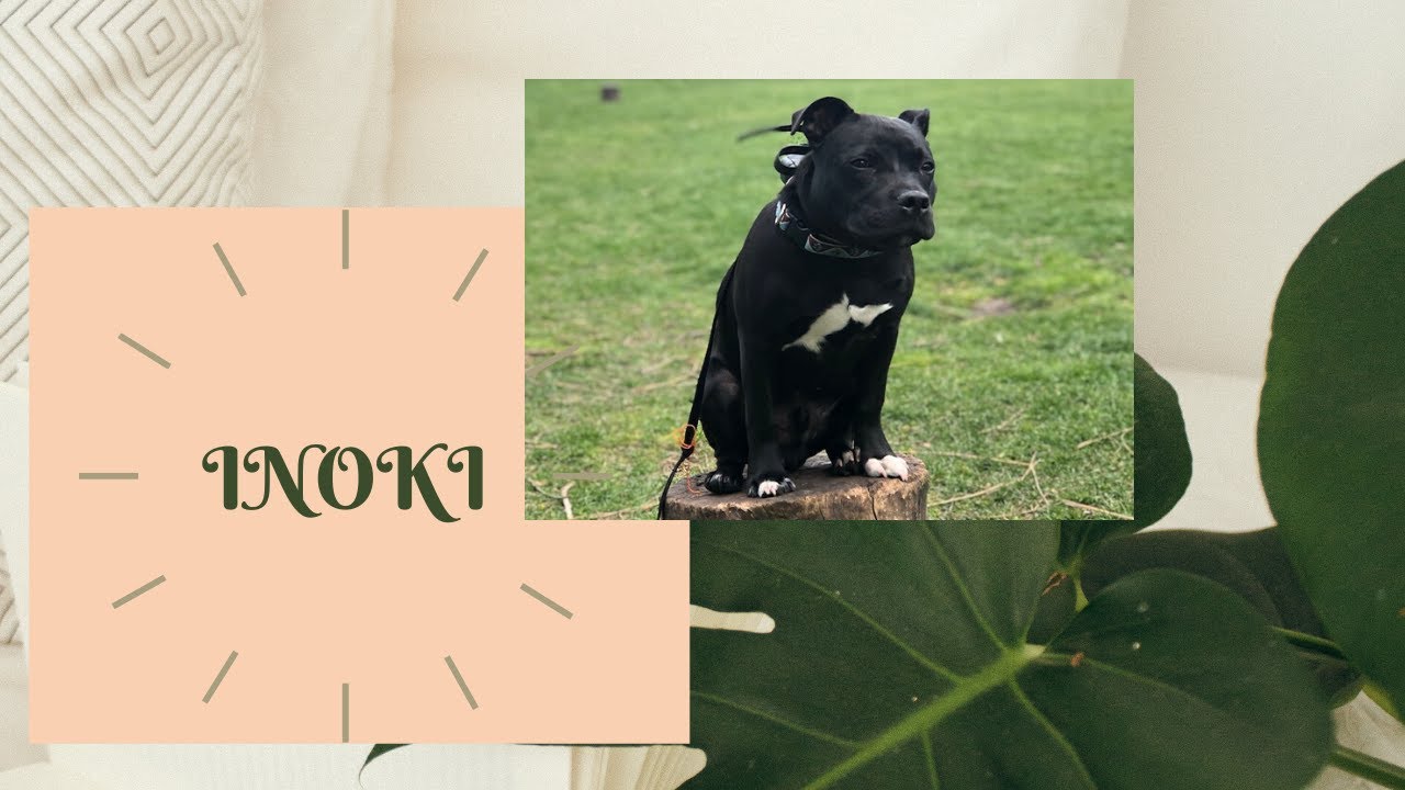 Best Dog Training in Chicago! 6 month old Staffordshire Bull Terrier ...