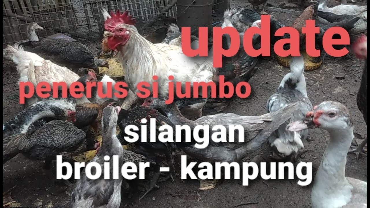 silangan ayam broiler & ayam kampung - YouTube