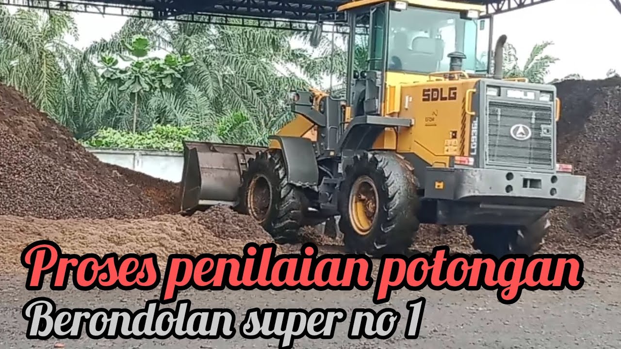 proses penilaian potongan berondolan no 1 - YouTube
