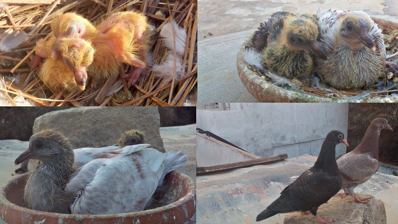 Roller Baby pigeons Growth || Amazing growth of baby pigeons || NEEL ...