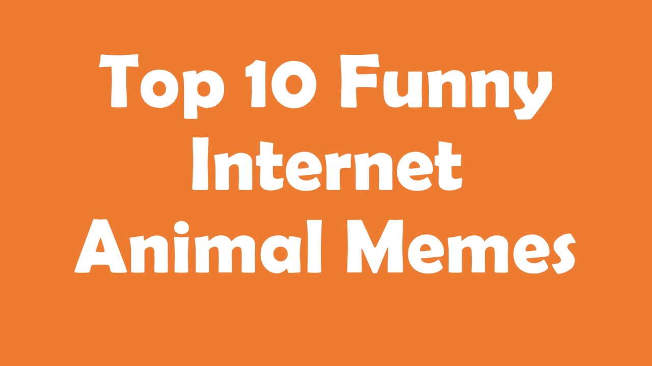 [FUNNY] Top 10 Internet Animal Memes - YouTube