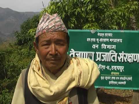 Tejpat (Cinnamomum tamala) - YouTube