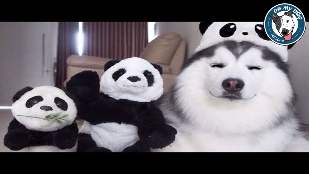 Funniest & Cutest Husky Videos #11 - Compilation 2017 - YouTube