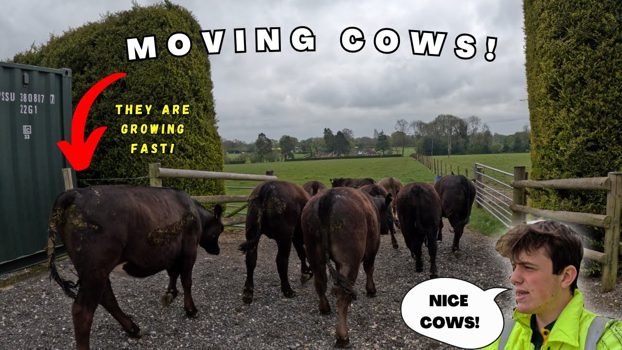 WEIGHING & MOVING COWS! - YouTube