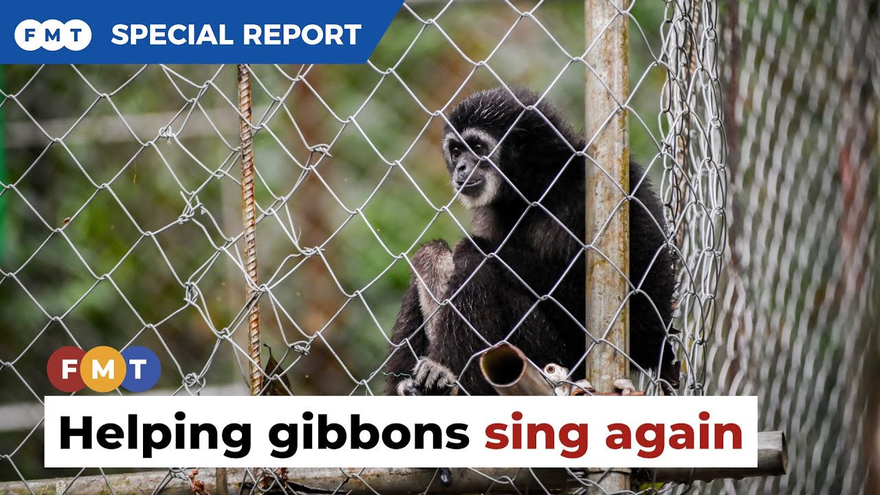 Giving gibbons a voice to sing again - YouTube