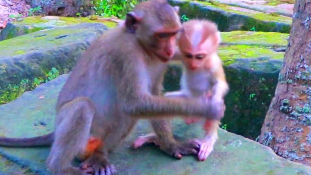 Nice Brother Bredy Plays With Cute Sister Robin |The monkeys - YouTube