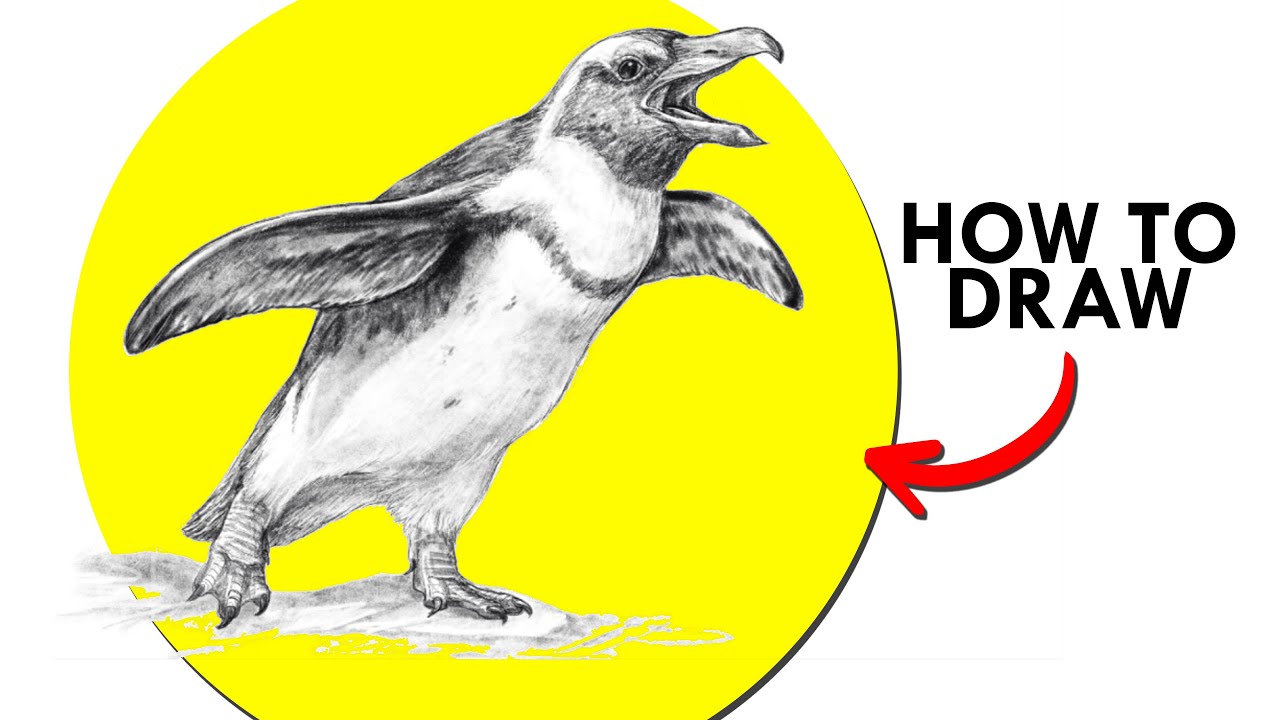 How To Draw An African Penguin - YouTube