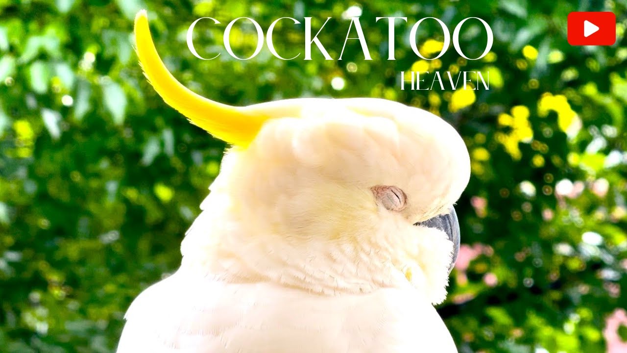 STUNNING 4K COCKATOO LIFE: Can't Live With/Can't Live without the ...