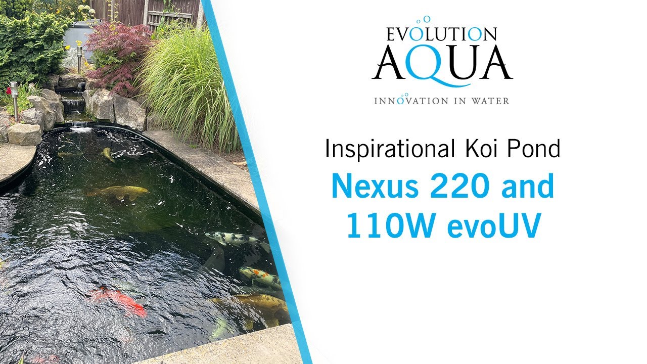 In ground Koi Pond running on a Evolution Aqua Nexus 220 - YouTube