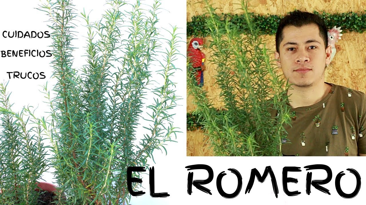 PORQUE SE MUERE UNA PLANTA DE ROMERO || CUIDADOS Y BENEFICIOS - YouTube