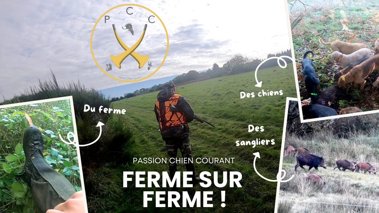 Chasse aux sangliers : "Ferme sur ferme !" - YouTube
