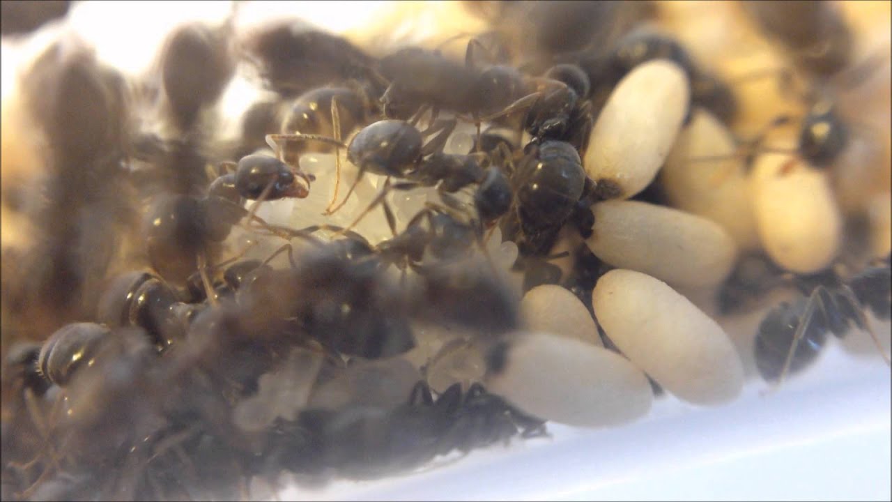 Lasius niger colony #5 | Population increase - YouTube