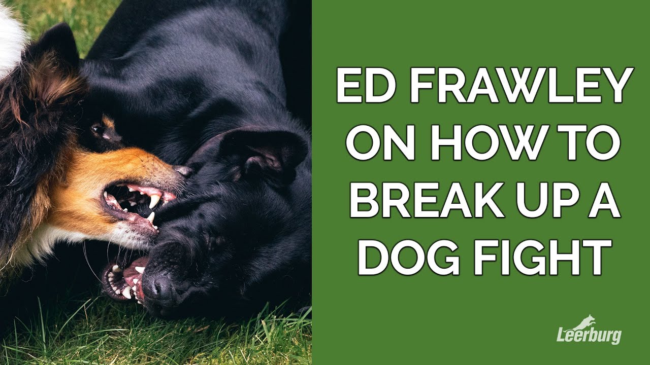 Ed Frawley on How to Break Up a Dog Fight - YouTube