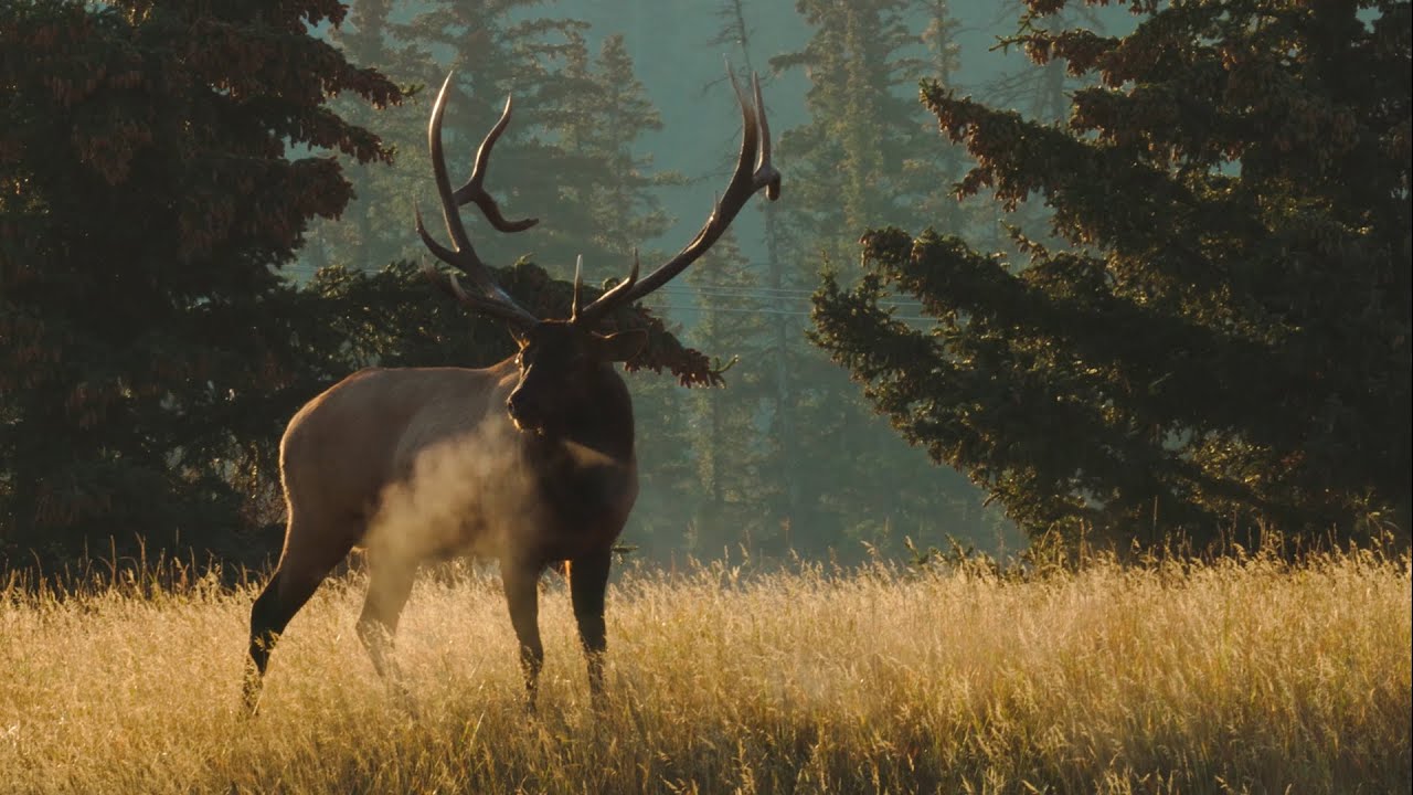 Cinematic Slow Bull chilly morning, its breath stunning mist of fog ...