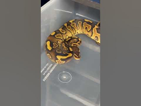 Wookie asphalt het clown ball python. - YouTube