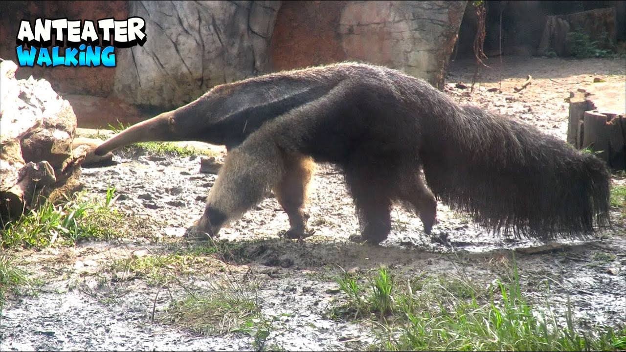 Gorgeous Anteater Looking For Ants - YouTube