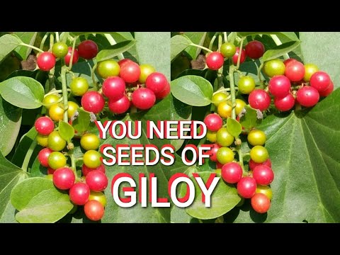 गिलोय का बीज चाहिए ? You Need Giloy Seeds To Grow Giloy Plant ? - YouTube