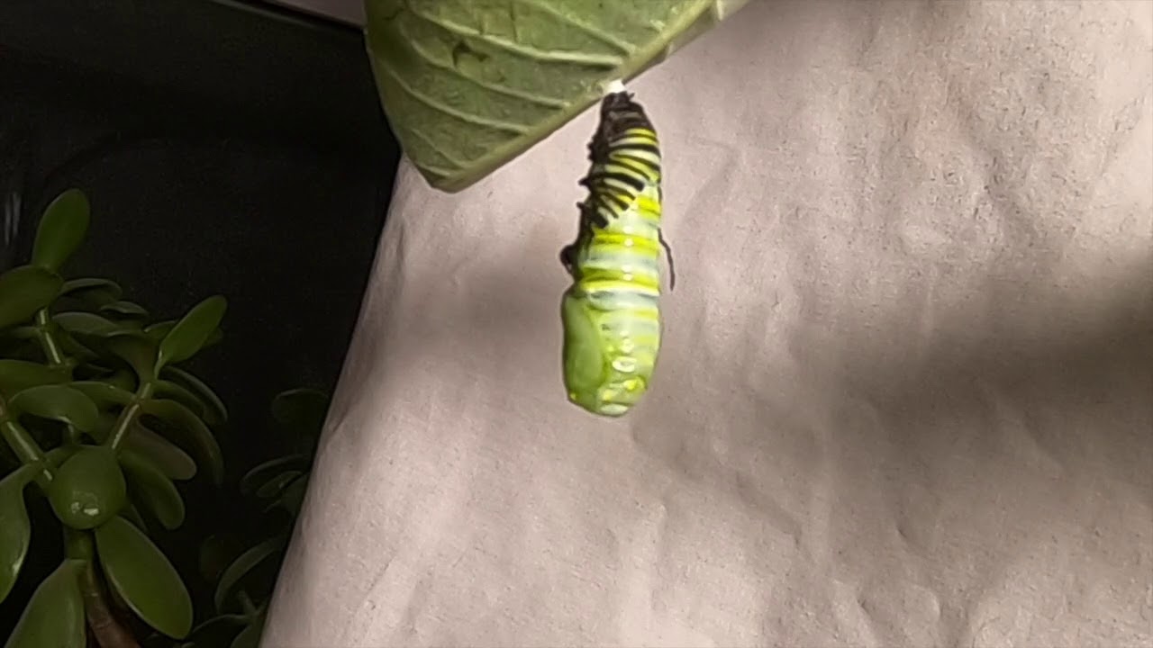 Monarch caterpillar turning into a chrysalis - metamorphosis ...