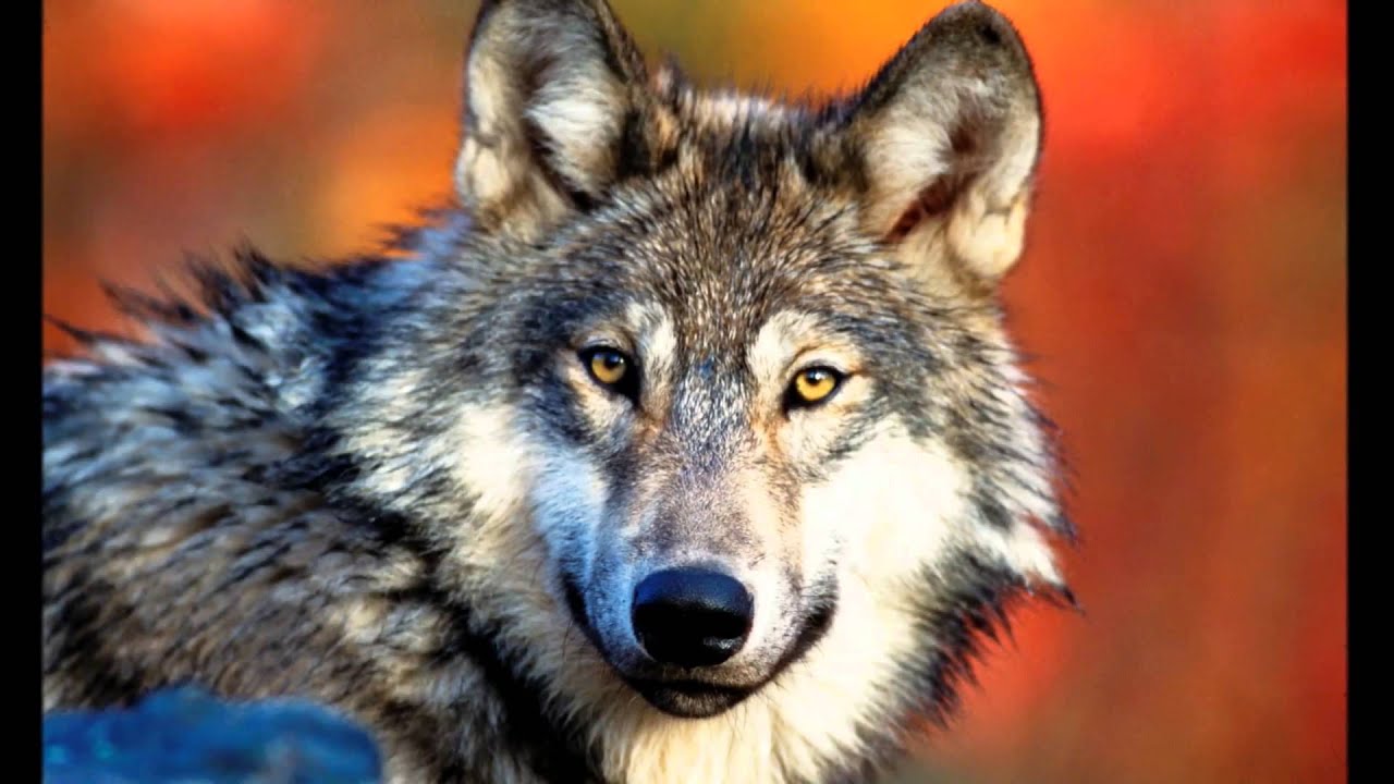 Opiniones de Loba