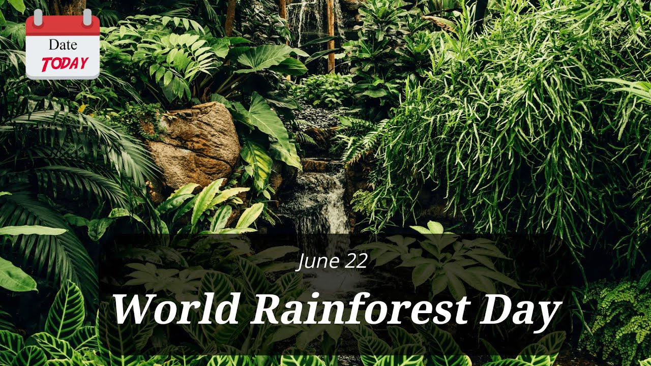 Date Today : 22 June - World Rainforest Day 2022 | On this day | Know ...