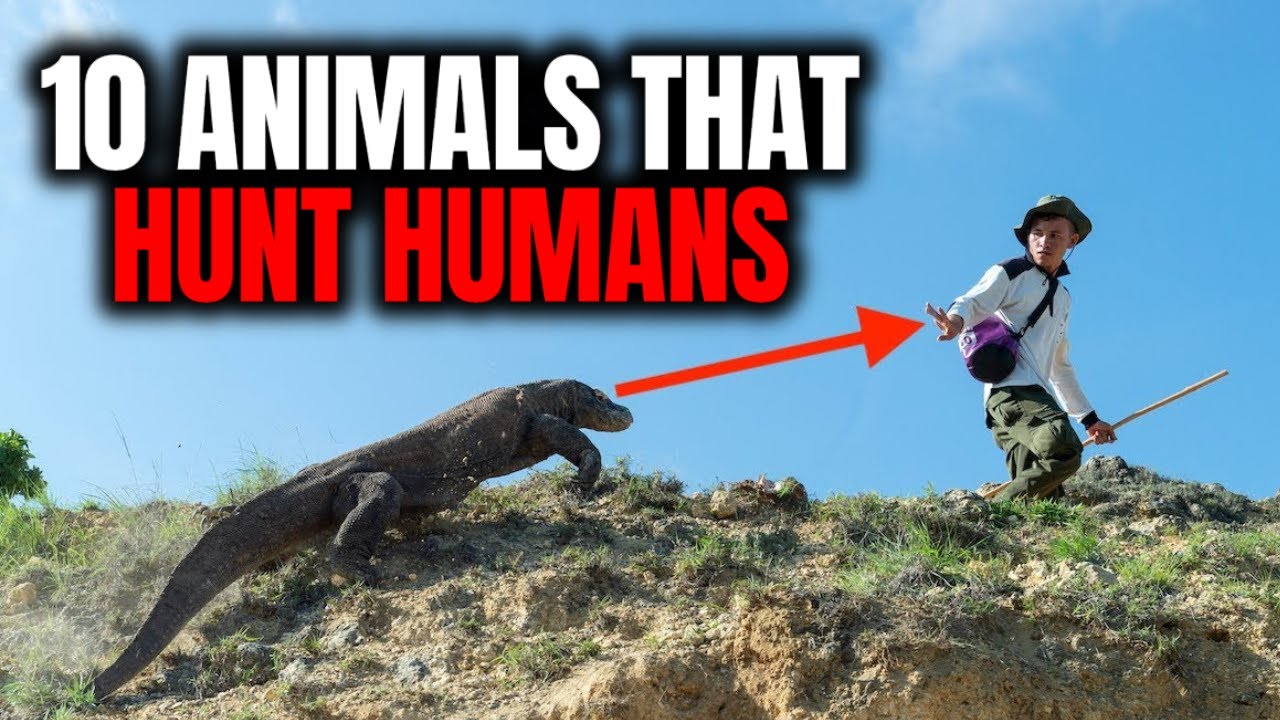 10 Animals That Hunt Humans - YouTube