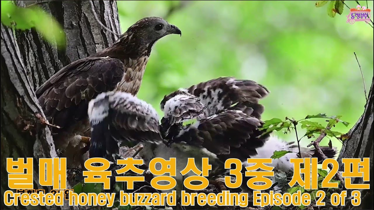 벌매육추영상 3편중2편 Crested Honey Buzzard breeding Ep 2of3 - YouTube